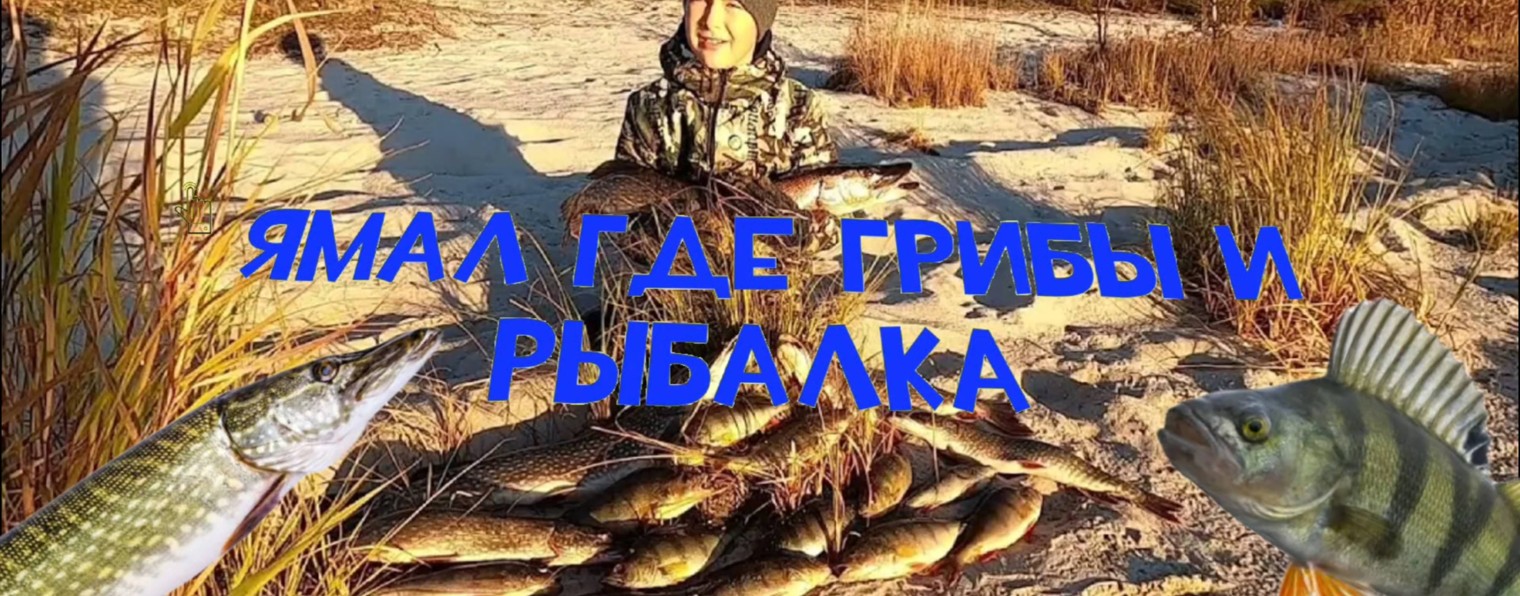 Ямал где грибы и рыбалка