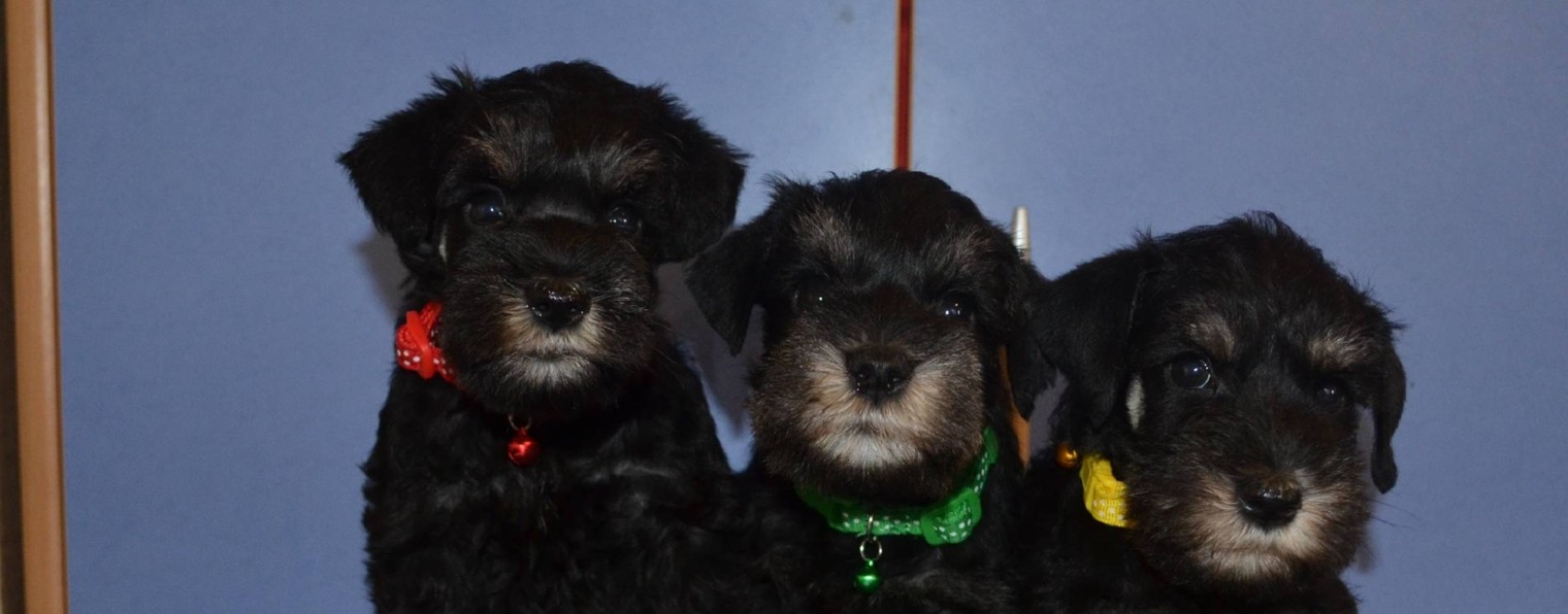 Питомник  Цвергшнауцера "Фил Ван Тип Топ"