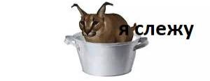 Шлепа в тазике