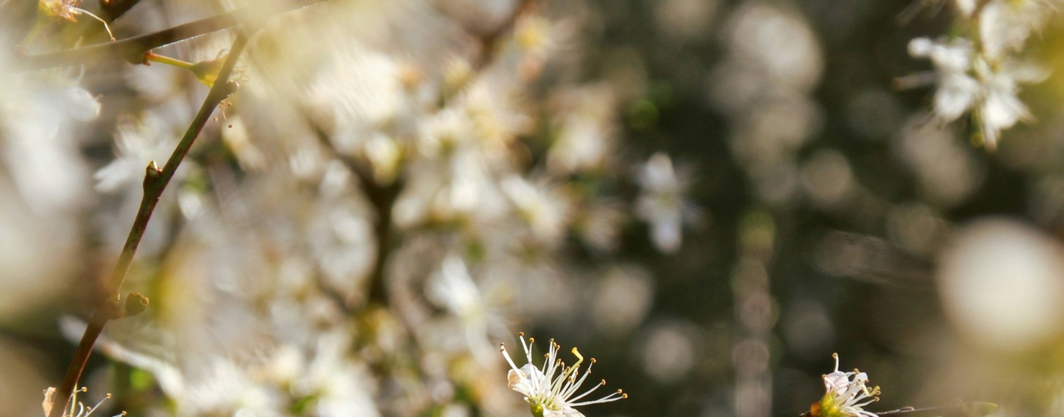 Денис Вертепа