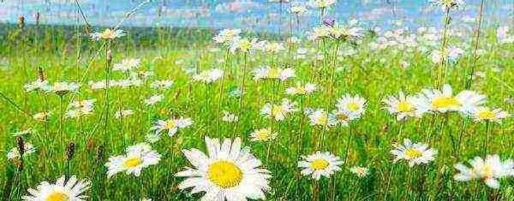 Мирскова Жанна