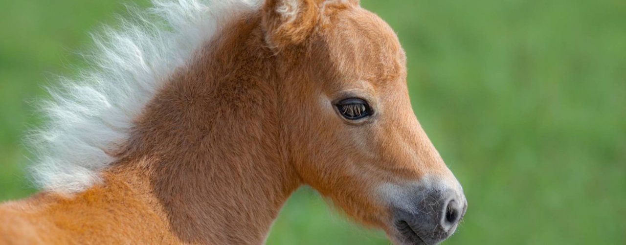 Мир наизнанку: Природа и Животные