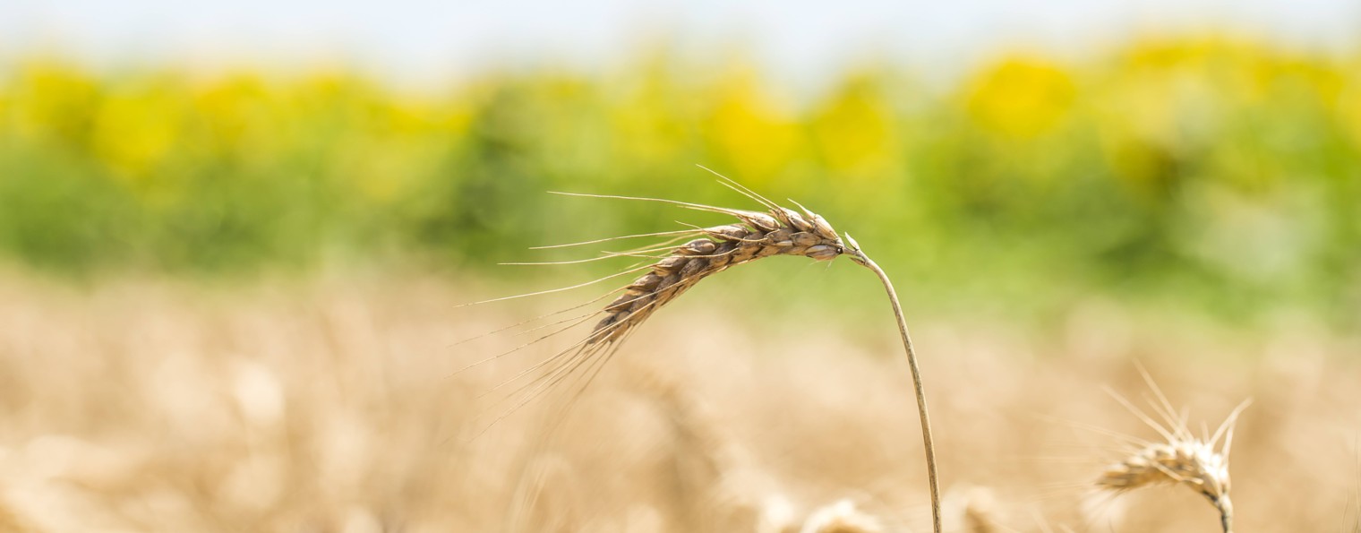 ПХ «Лазаревское»: история от поля до прилавка