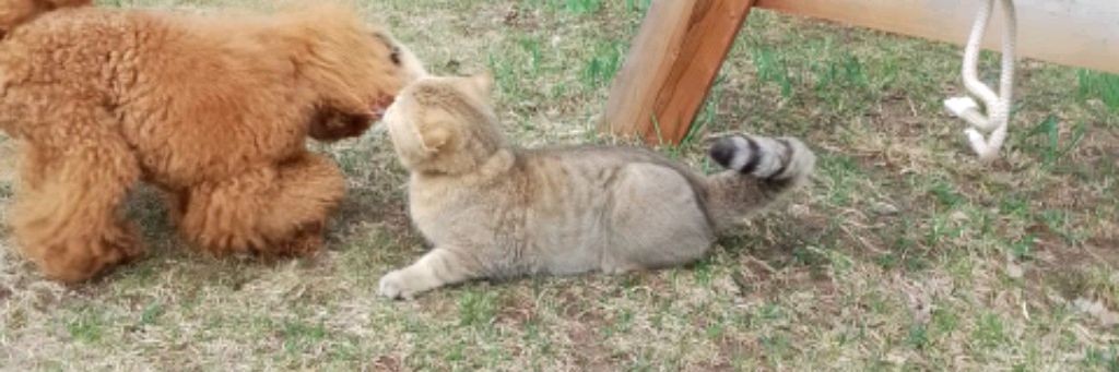 🐾Sleep&soff🍡🎧