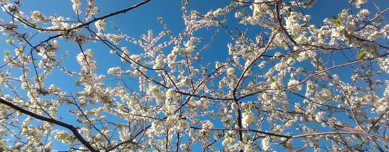 Хочу в деревню