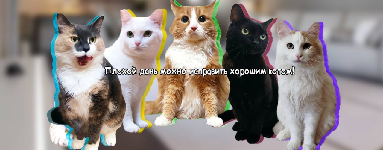 Котоварня | Мир Зоопсихолога