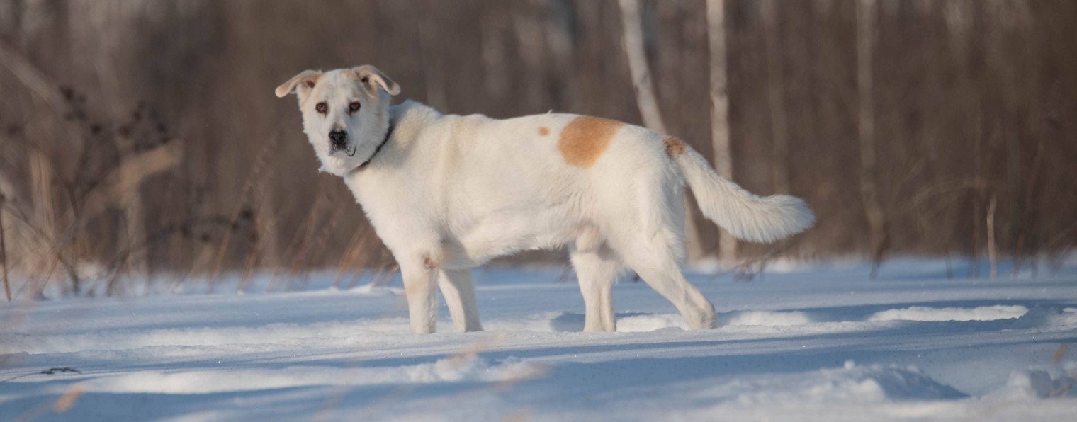 Егоров и партнеры права животных