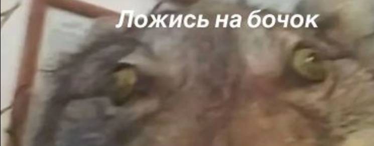 Мармок, гавер, johan, liker1337, TheBrianMaps