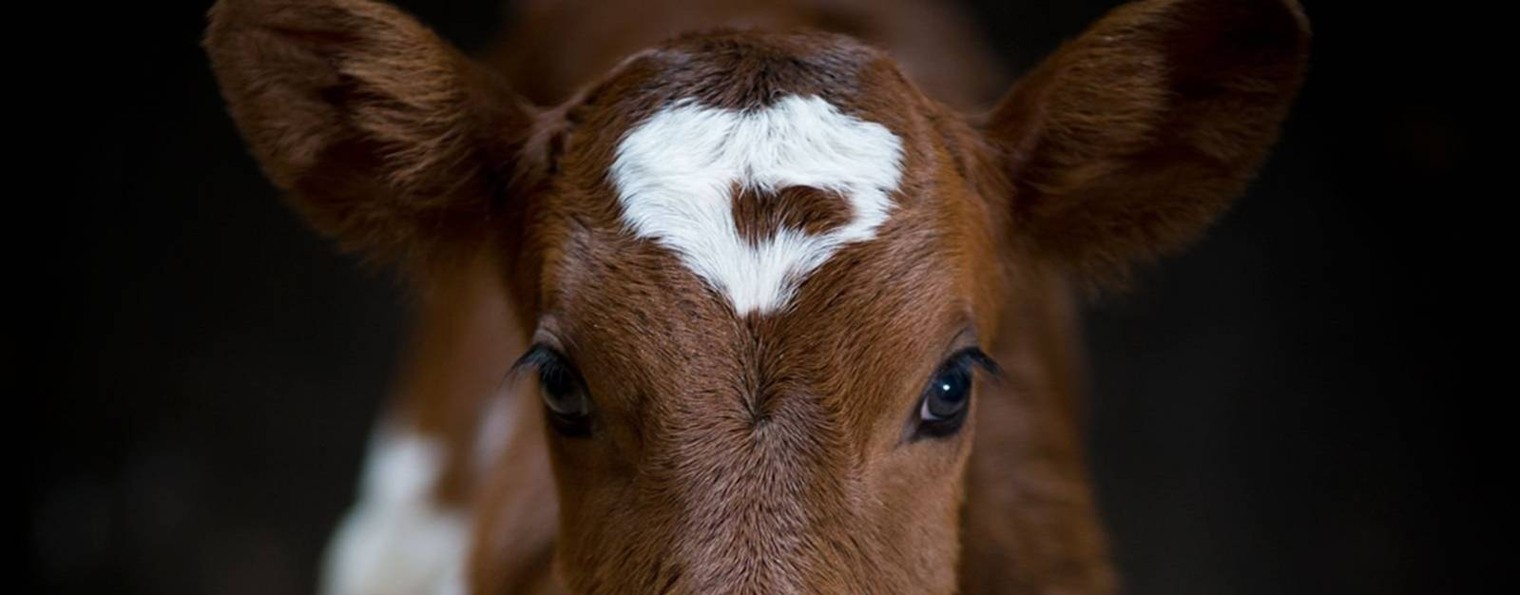 Русагротехнологии