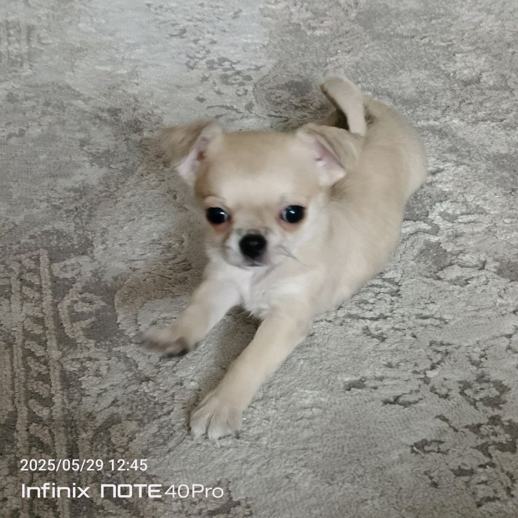 Милкс𝄞