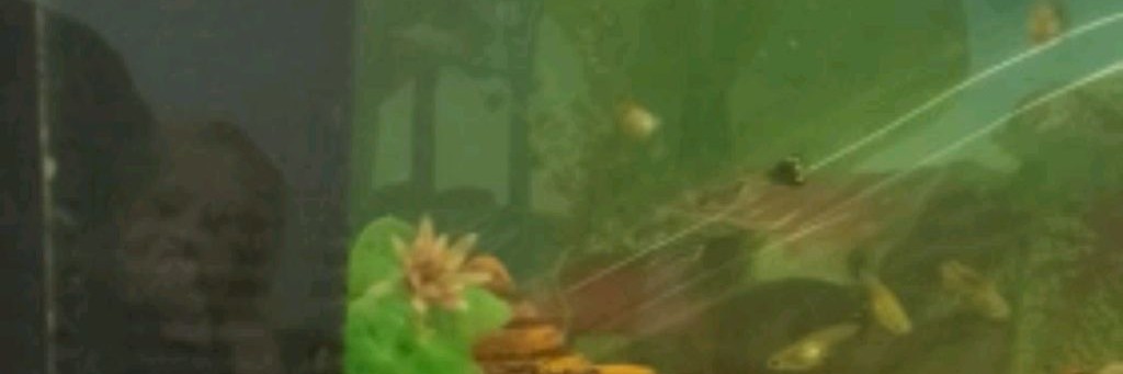 Будни Юного аквариумиста профи и не только