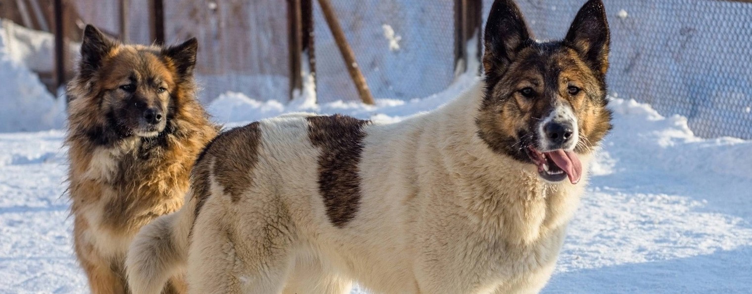 Воркутинский друг