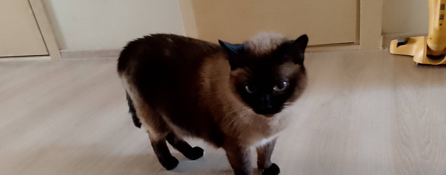 Кот Маркисс и его друзья