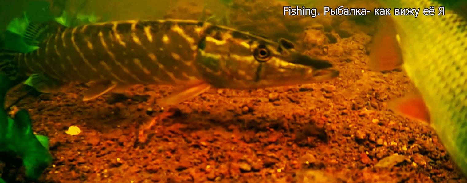 РЫБАЛКА- Владимир Северинов