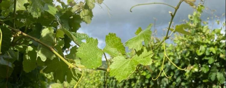 "Пить вино" с виноделом