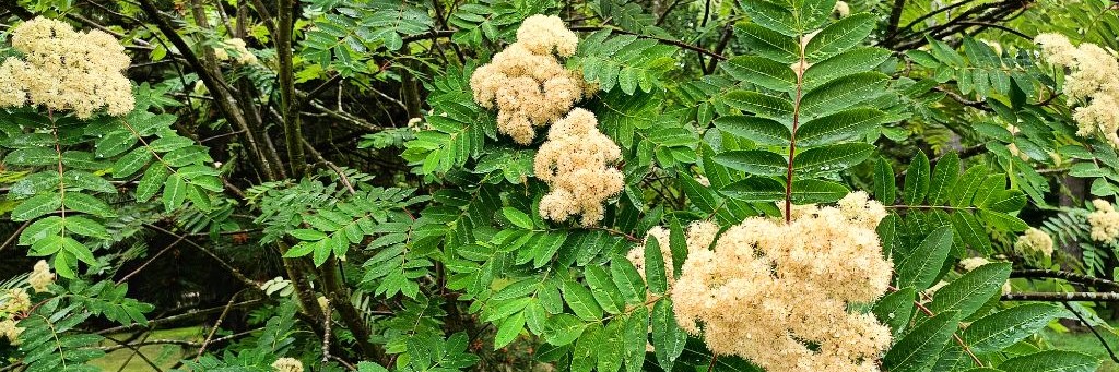 Юлиана Глазкова. Мысли вслух. Рукоделие и жизнь