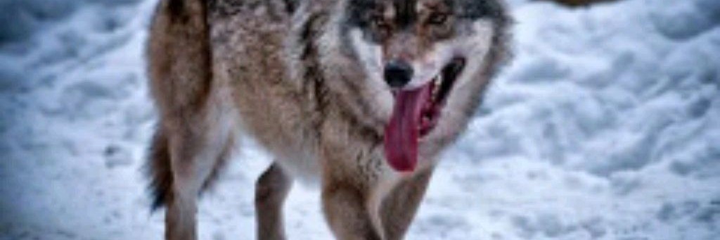 WolfGame