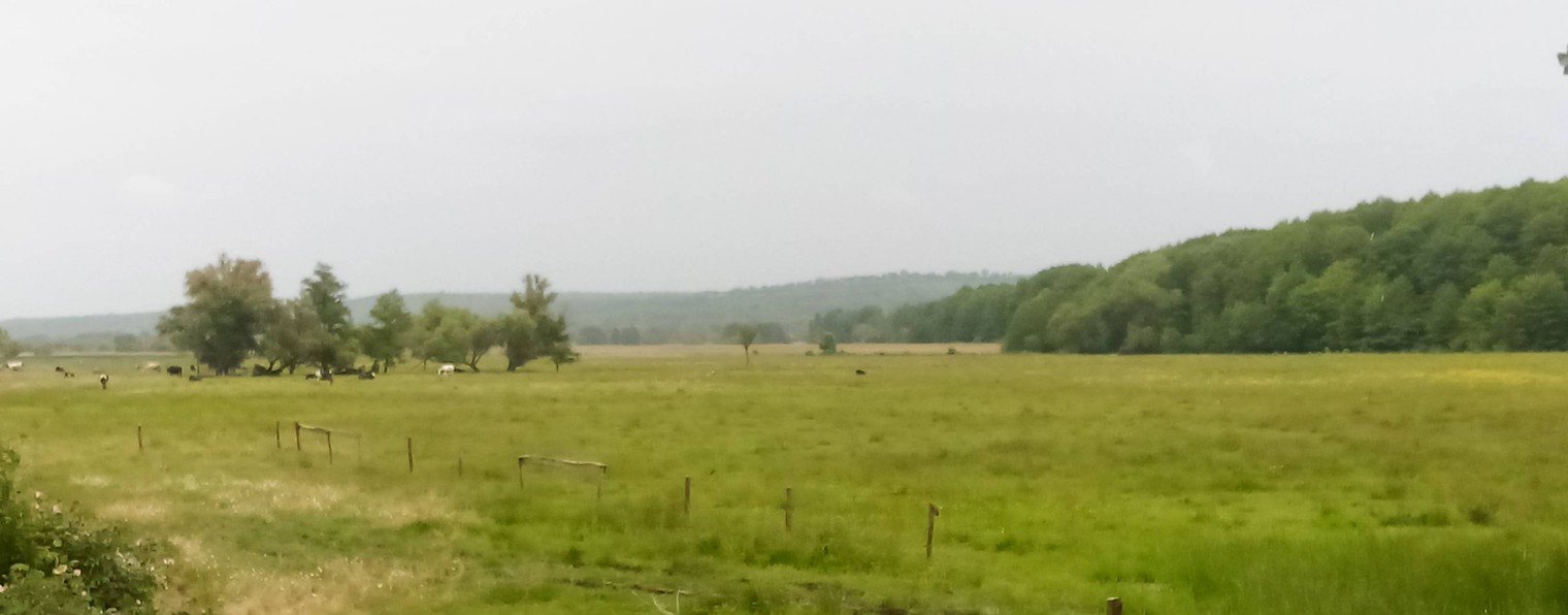 Пастуха жена