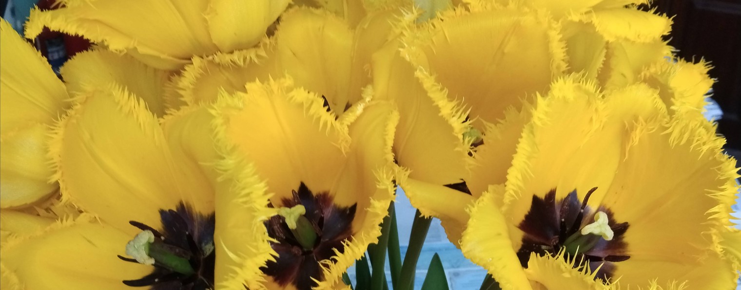 Ольга Майская