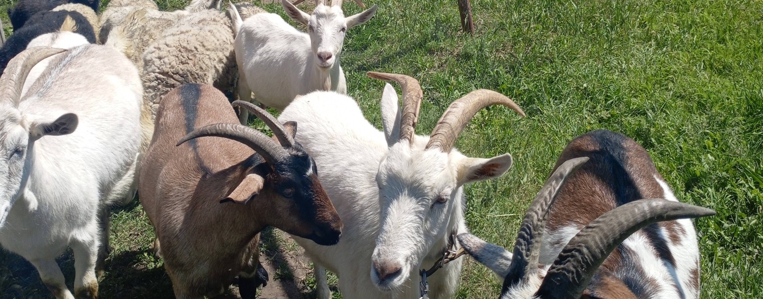 ЖИВОТНЫЕ 🐐🐏 В ДЕРЕВНЕ