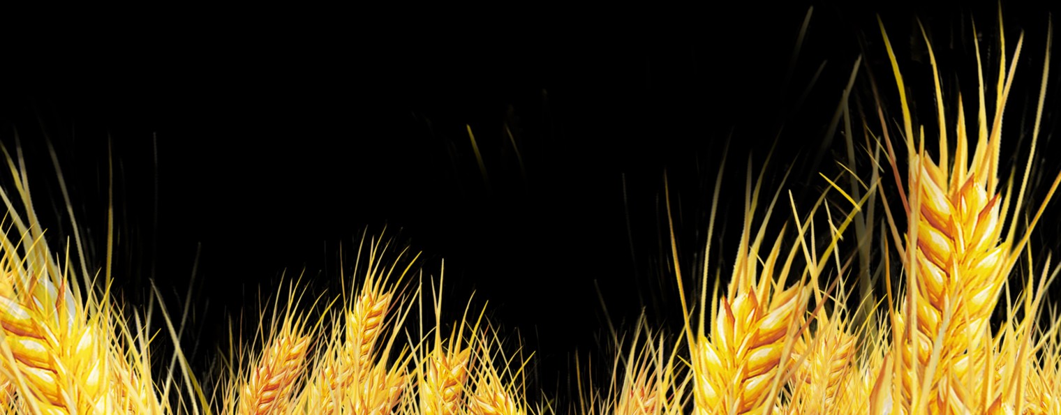 Элитно-семенное хозяйство ООО «Агро»