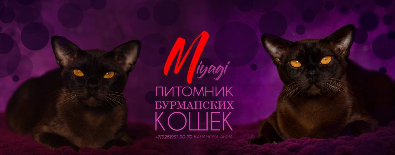Европейская бурма. Питомник Miyagi.