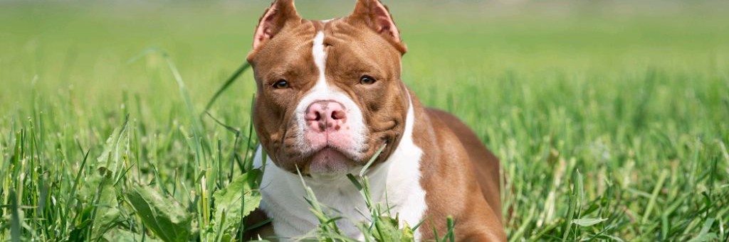 Моя Стая,совСемь не большая.🙃