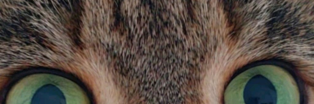 ГАЛА
