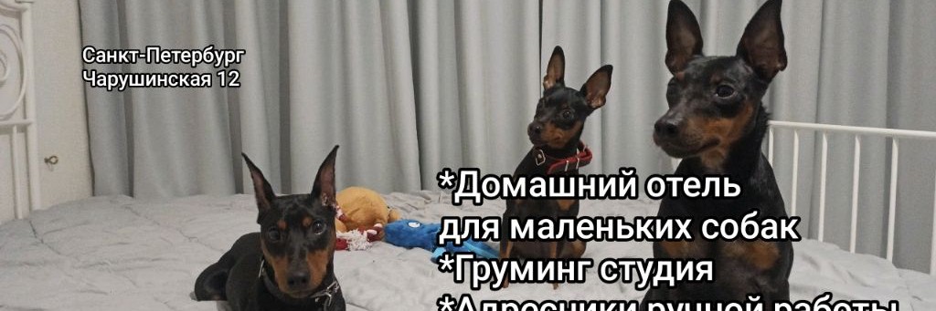 "Каришик" Отель Для Маленьких Собак/Груминг Студия