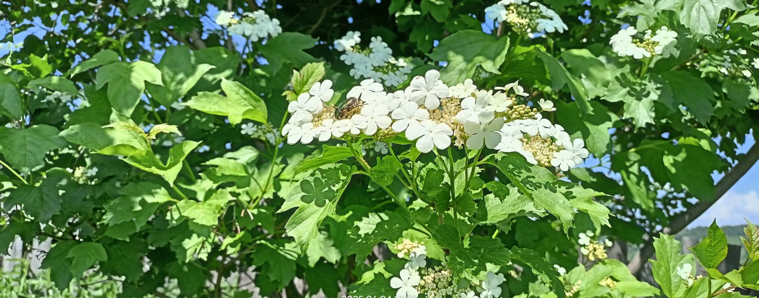 Моя родная Сибирь