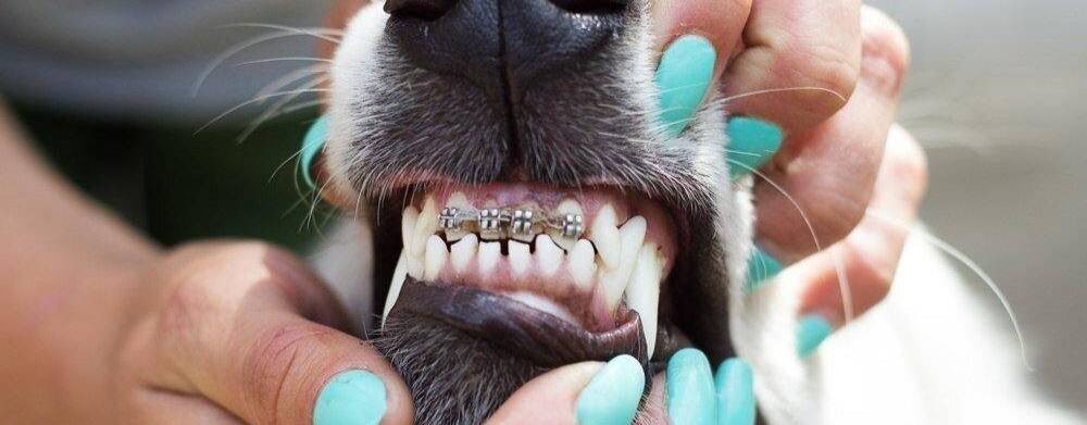 Ветеринарная стоматологическая клиника "Велес-Вет"