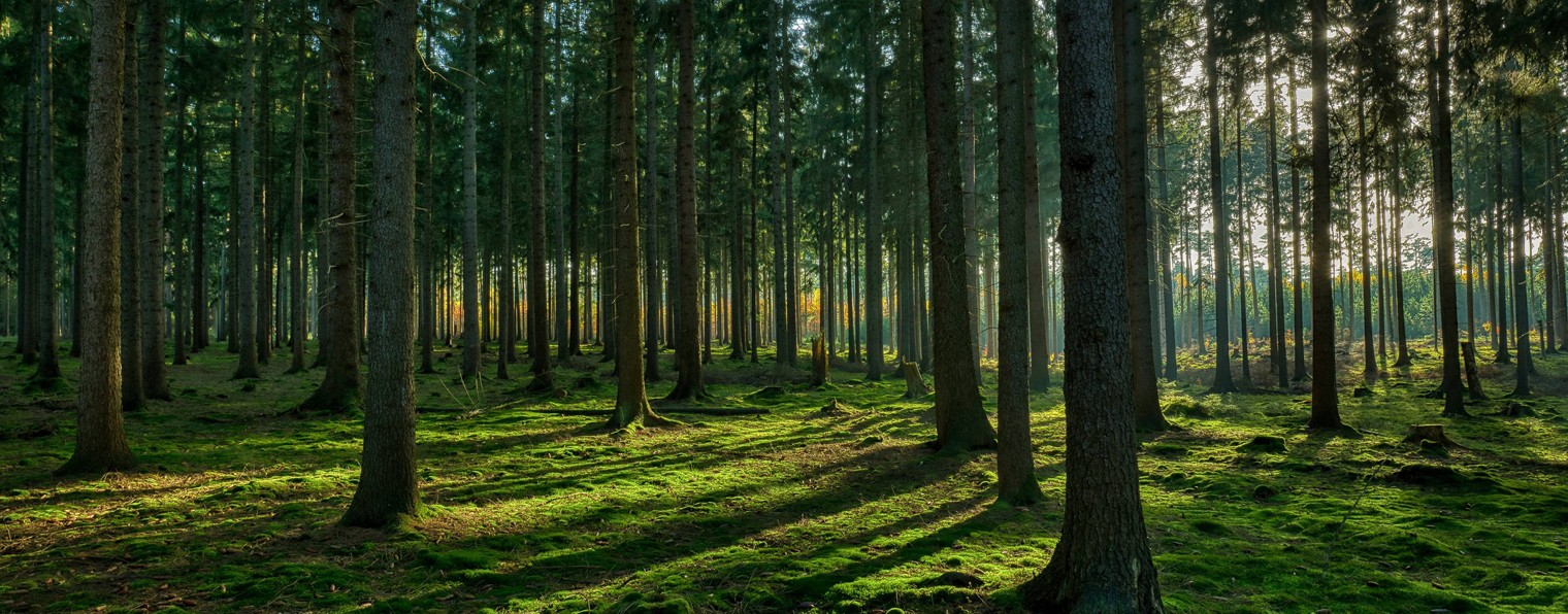 ForesterQuester