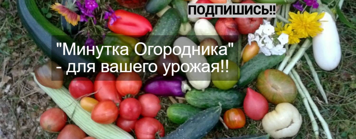 Минутка_Огородника