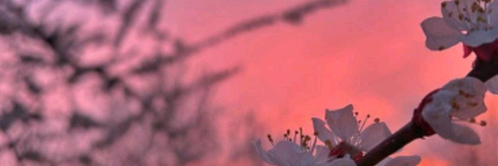 Соня Басик Аватар Ворлд