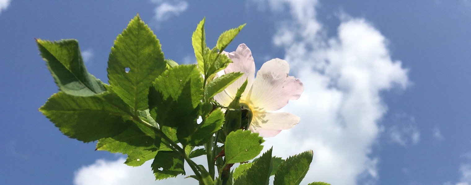 Елена Платонова