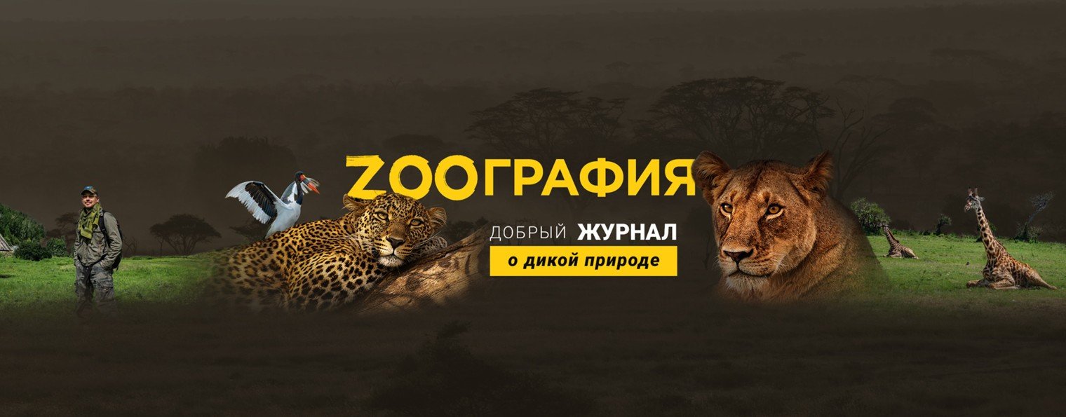 ZOOграфия