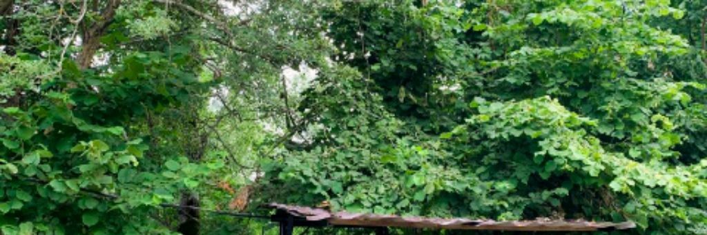 Лесная Поляна 🌿