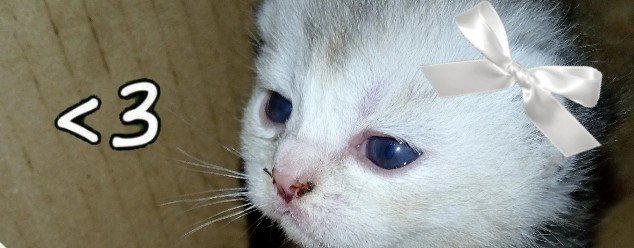 янчик