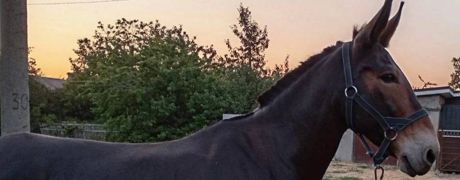 Кубанские мулы - отец Стефан