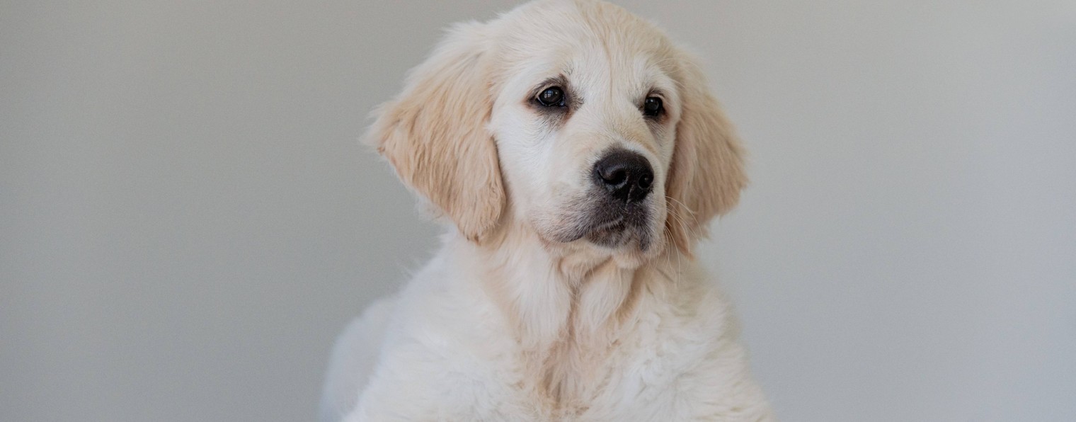 Заводчик золотистых ретриверов Нинэль  Рамич