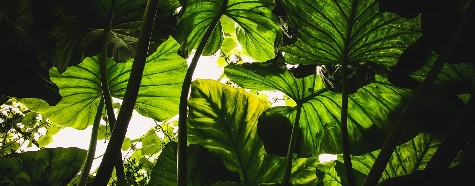 Озеленение интерьера/экстерьера-Грин Ким в помощь!