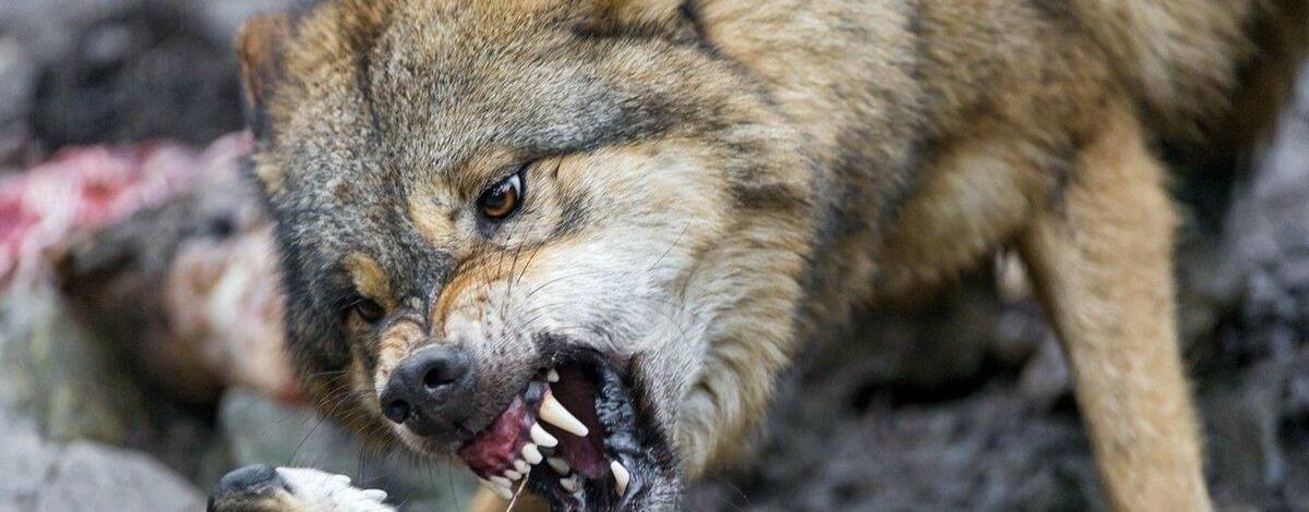 Владимир Купцов