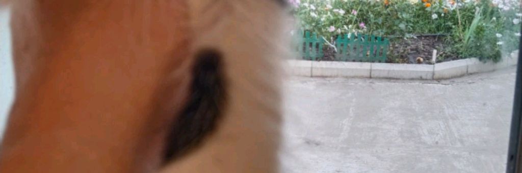 квд) листик🌿🍂