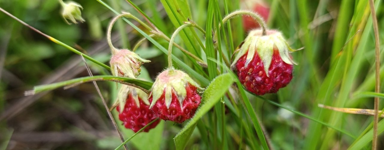 Звери и приключения