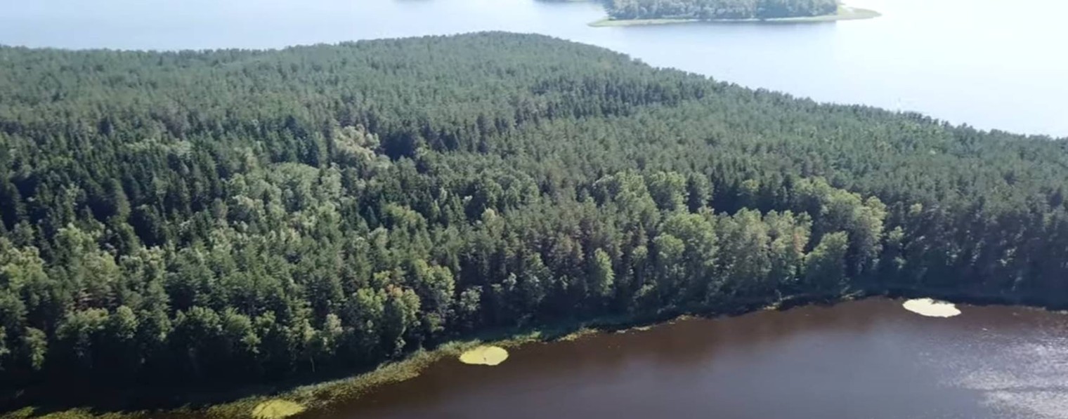 Прудовая жизнь.