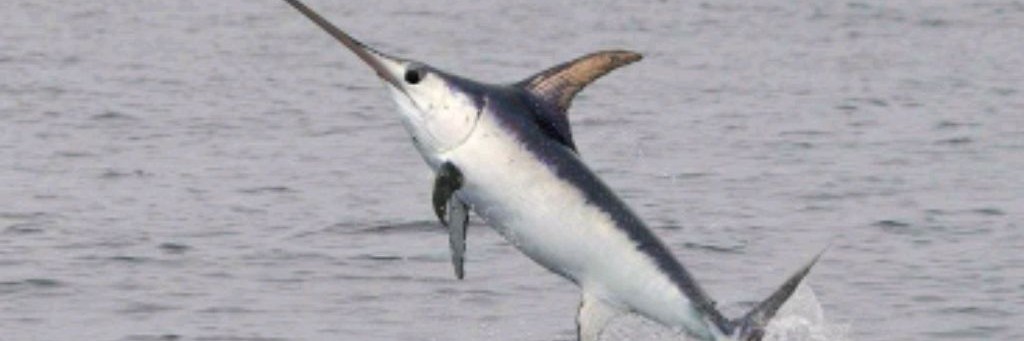 Рыбак на рыбалке🦈🎣🐟