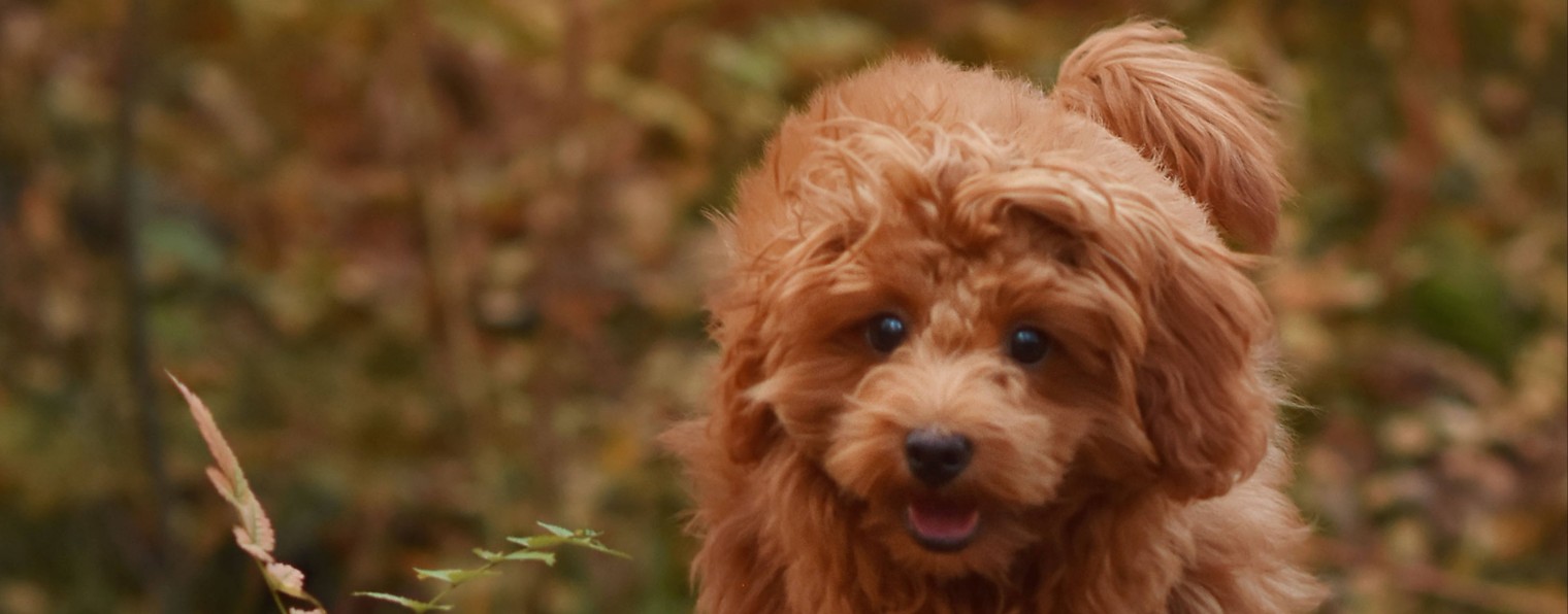 Энди - Петербургская орхидея