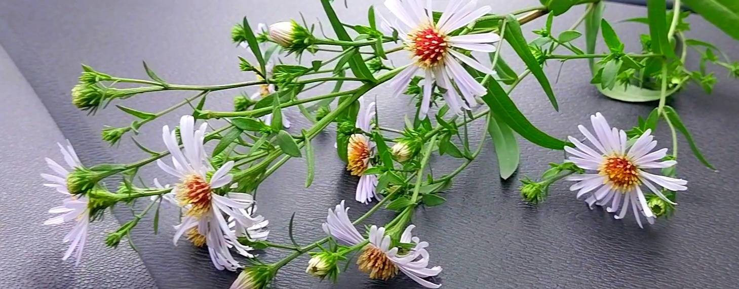 Комнатные растения Flowers & Вкус Жизни.