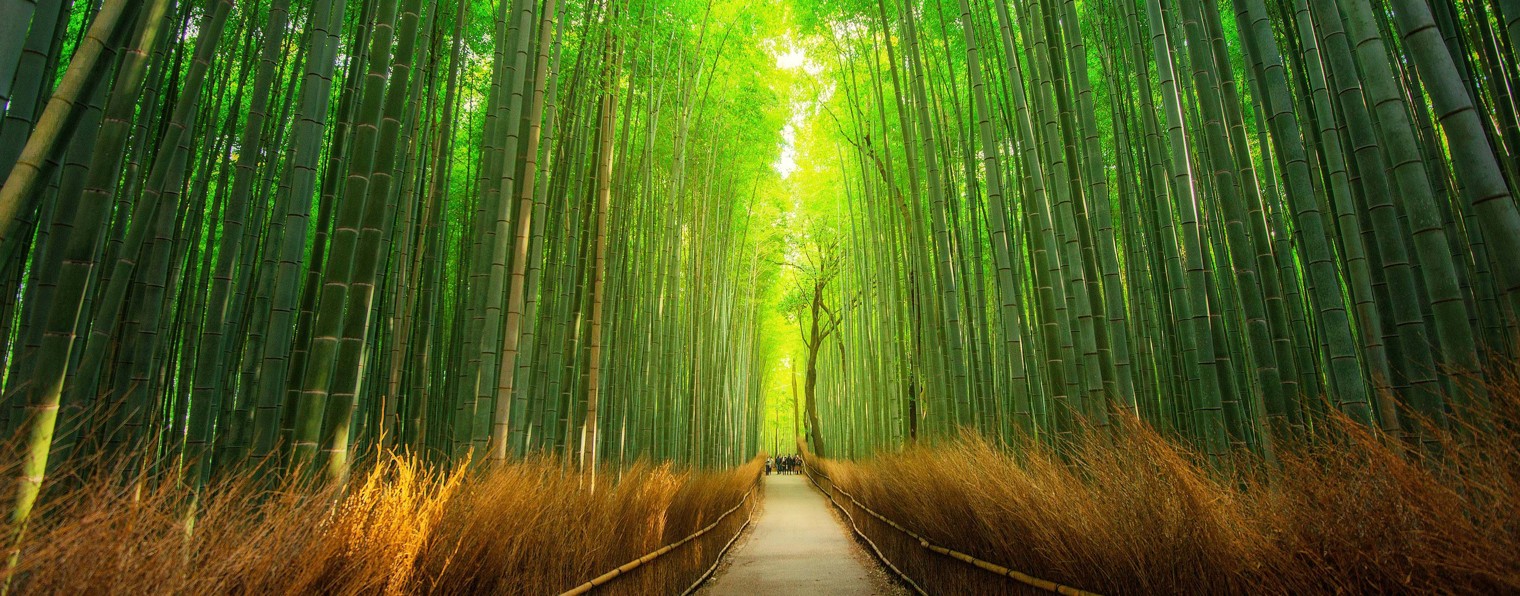 Котик Обормотик