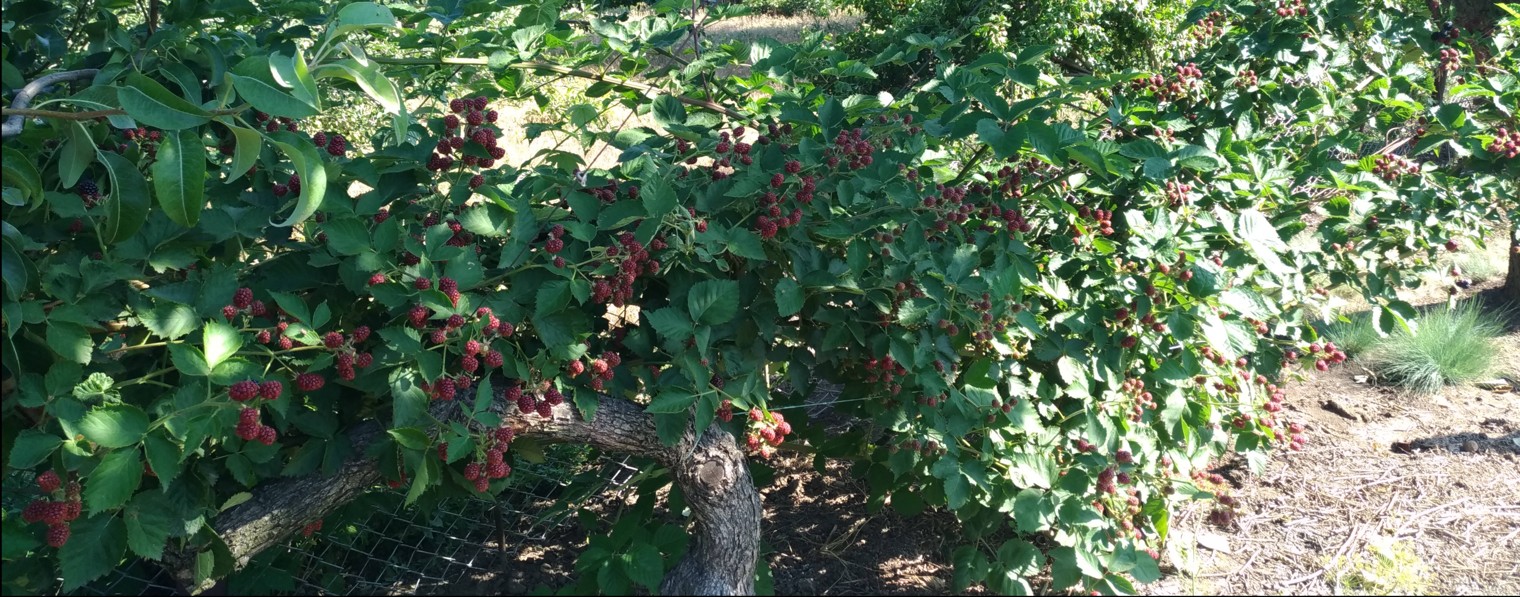 Селекция Балабанова Андрея Федоровича